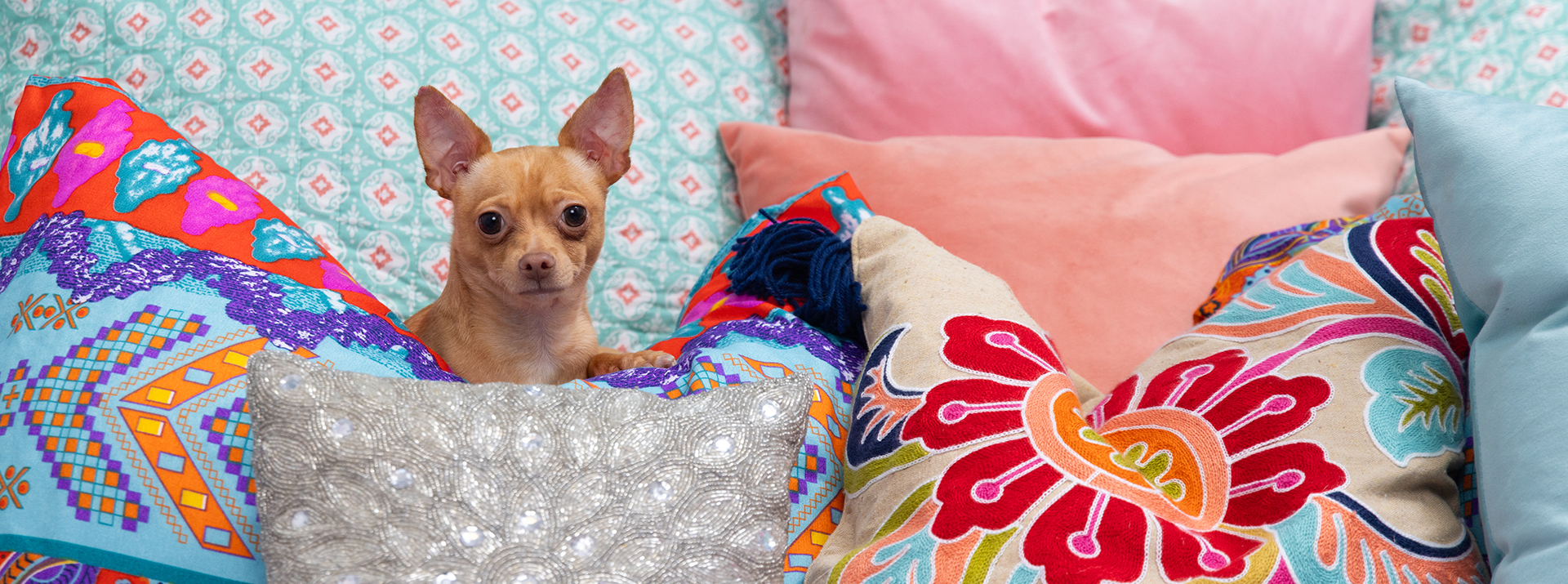 Wag Hotels | Dog, Cat and Pet Boarding, Day Care, Grooming, and Training