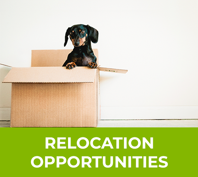 Wag Hotels | Dog, Cat and Pet Boarding, Day Care, Grooming, and Training